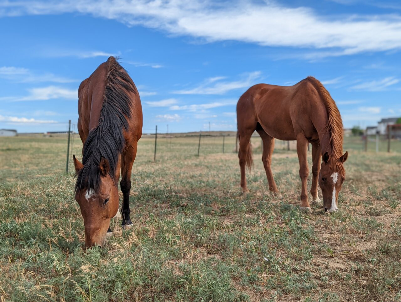 Horseback Riding Lessons - NOCO Equine